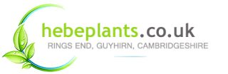 High-Quality British Hebe Plants | Bankside Nursery